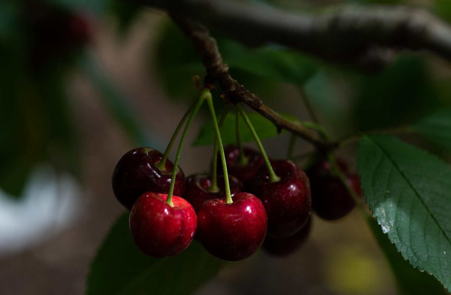 Southern Crops by Rio Alara | Cherries