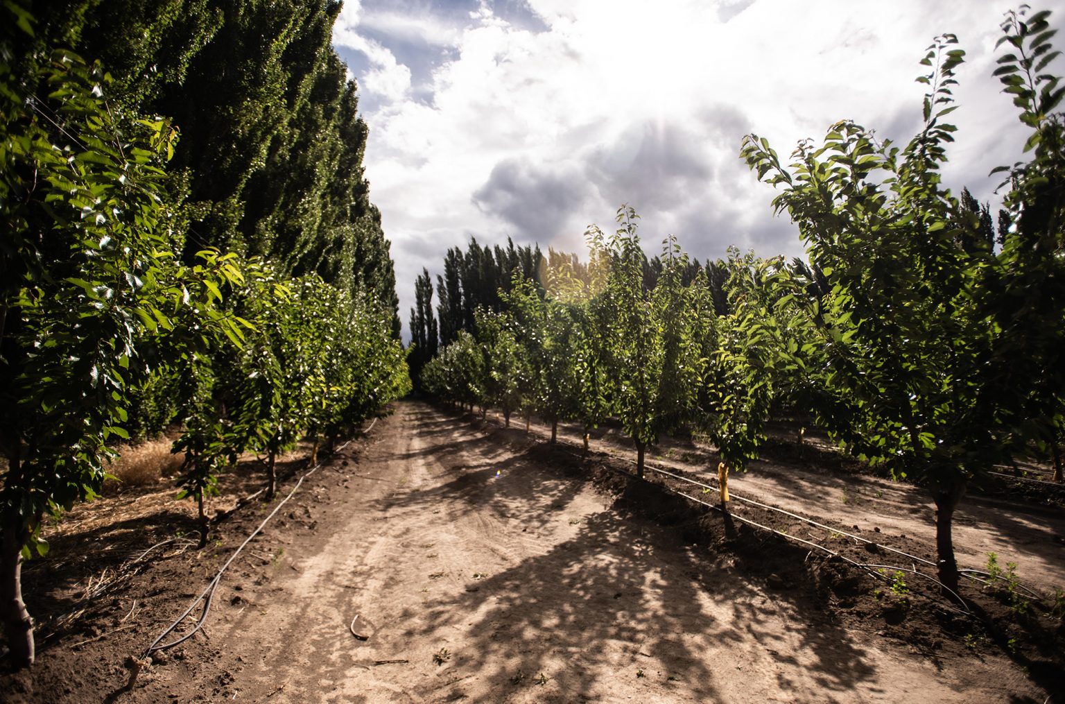 Southern Crops by Rio Alara | Cherries