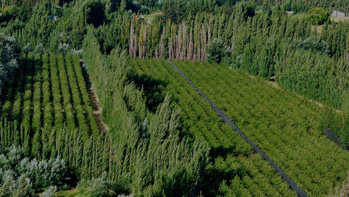 Southern Crops by Rio Alara | Cherries