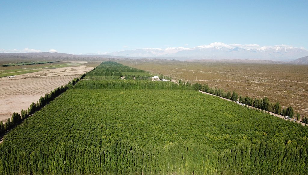 Southern Crops by Rio Alara | Cherries