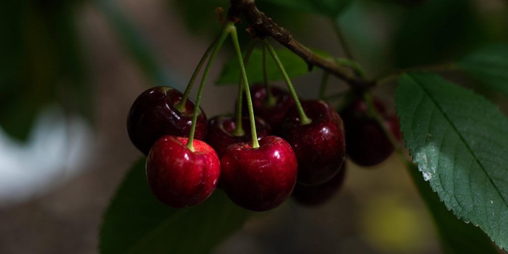 Southern Crops by Rio Alara | Cherries