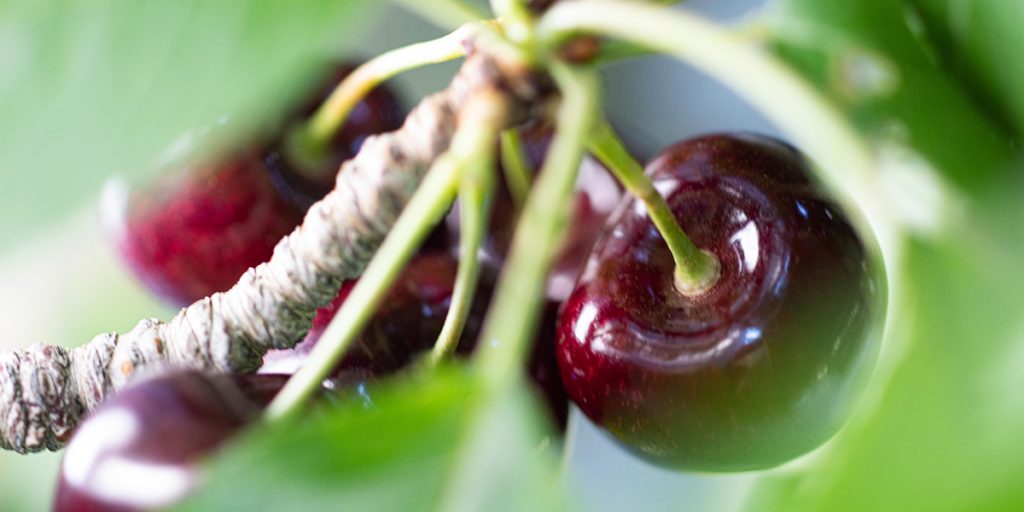 Southern Crops by Rio Alara | Cherries