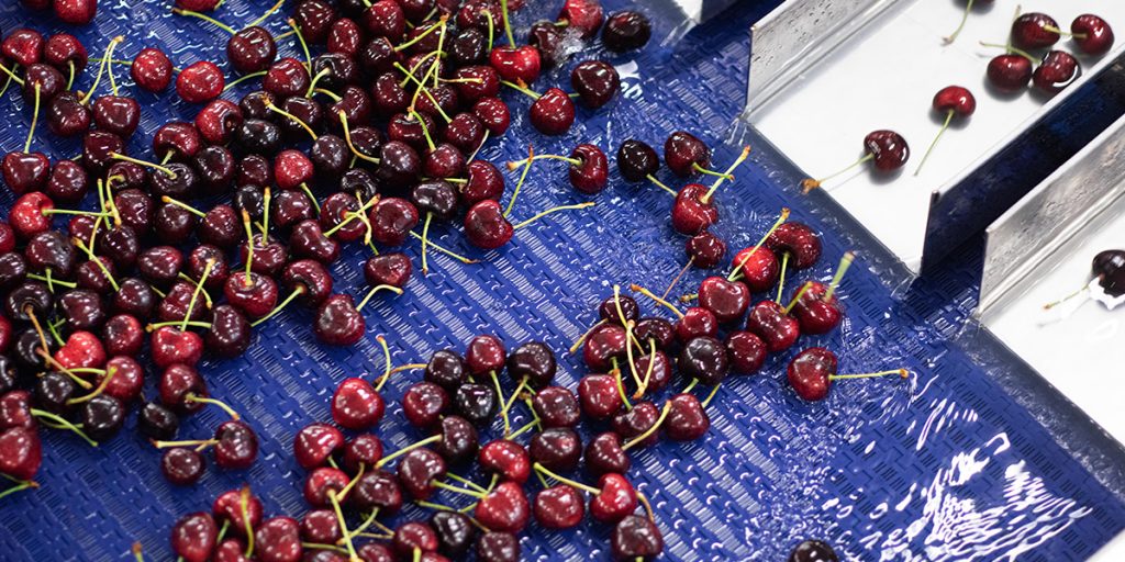 Southern Crops by Rio Alara | Cherries