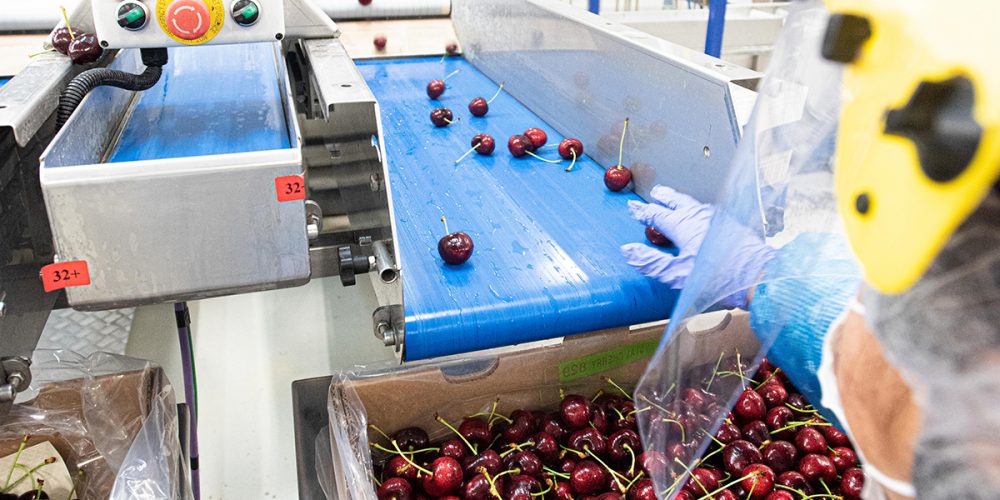 Southern Crops by Rio Alara | Cherries