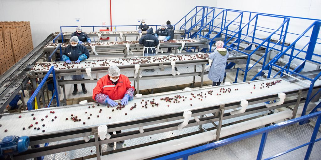 Southern Crops by Rio Alara | Cherries