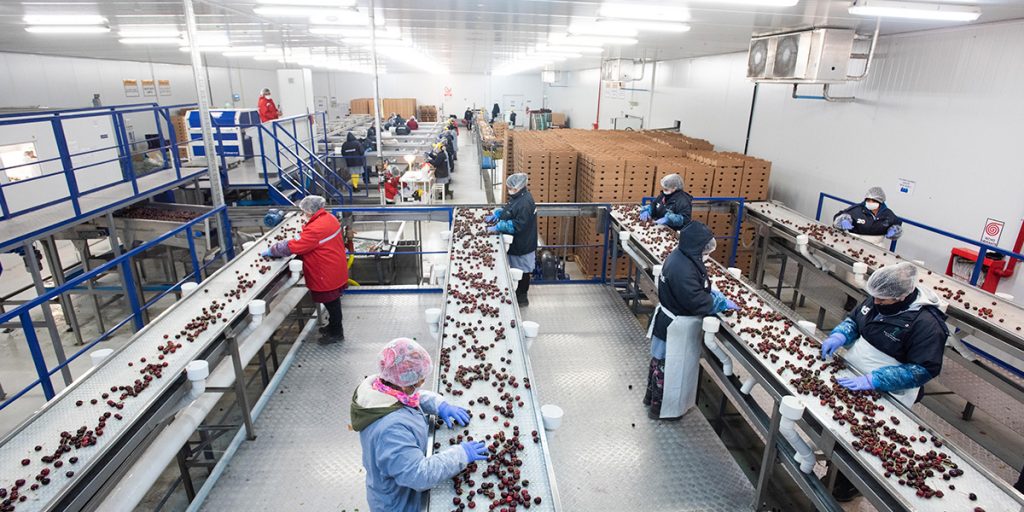 Southern Crops by Rio Alara | Cherries