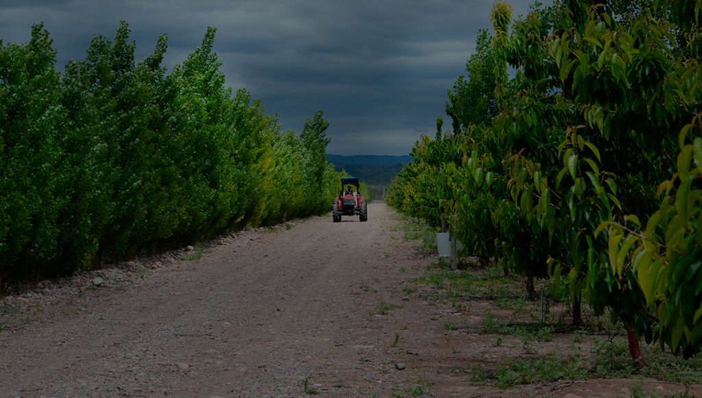 Southern Crops by Rio Alara | Cherries
