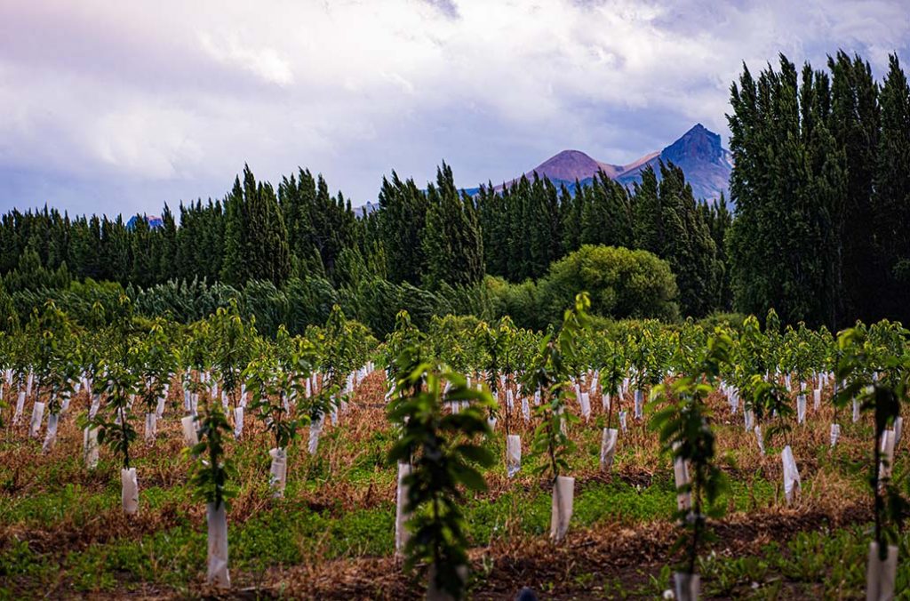 Southern Crops by Rio Alara | Cherries