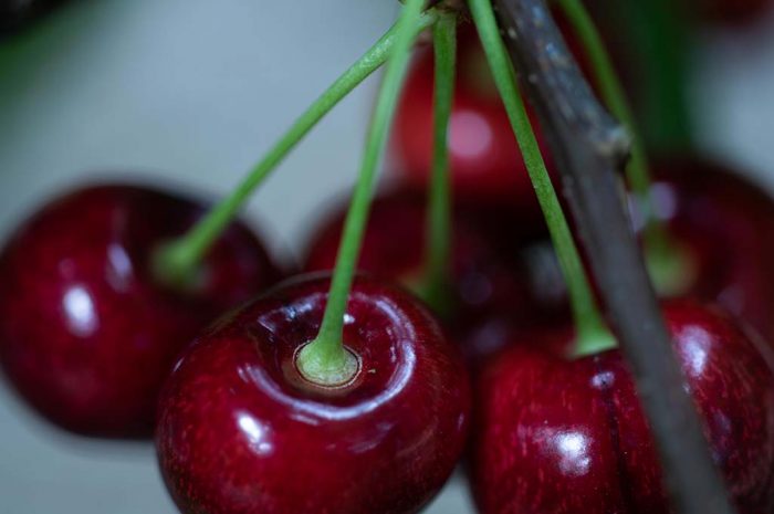 Southern Crops by Rio Alara | Cherries